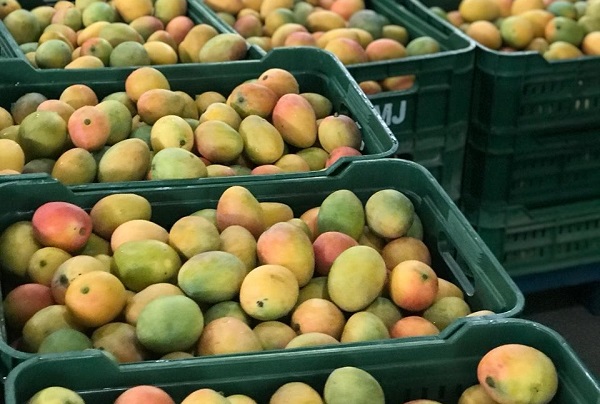El mango, posiciona a Santa Marta y Ciénaga como líderes frutícolas
