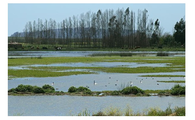 Tipos de humedales