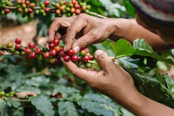Producción de café en Colombia en 2024-2025 fue la mayor en 29 años