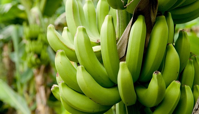 Latinoamérica cierra filas contra enfermedad que daña cultivos de banano