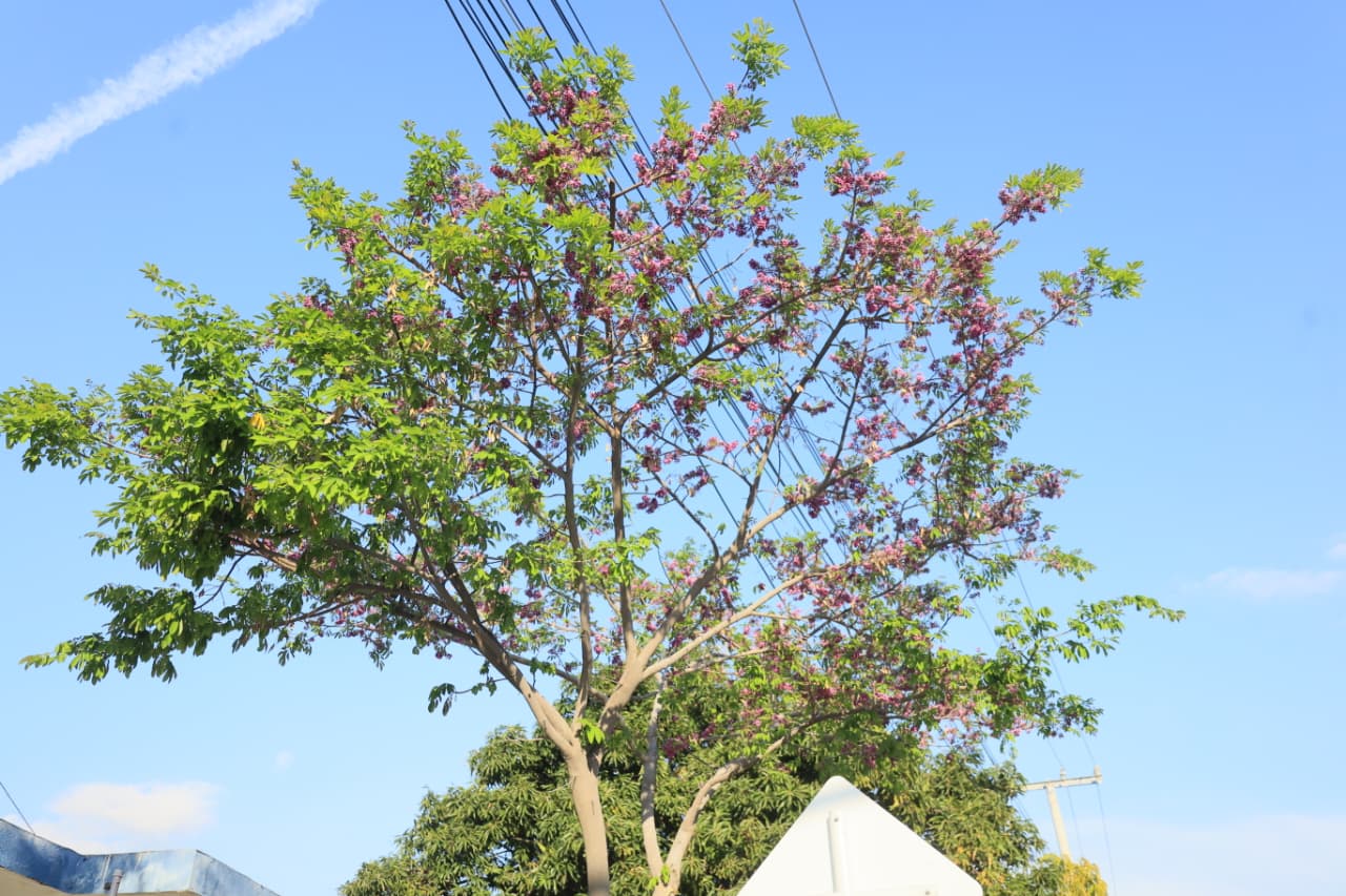 Floreció el Macurutú de la Avenida del Río y tiñe de morado la ...