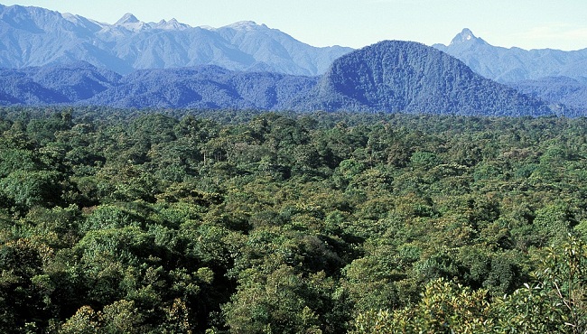 12 de octubre Día Mundial del Árbol